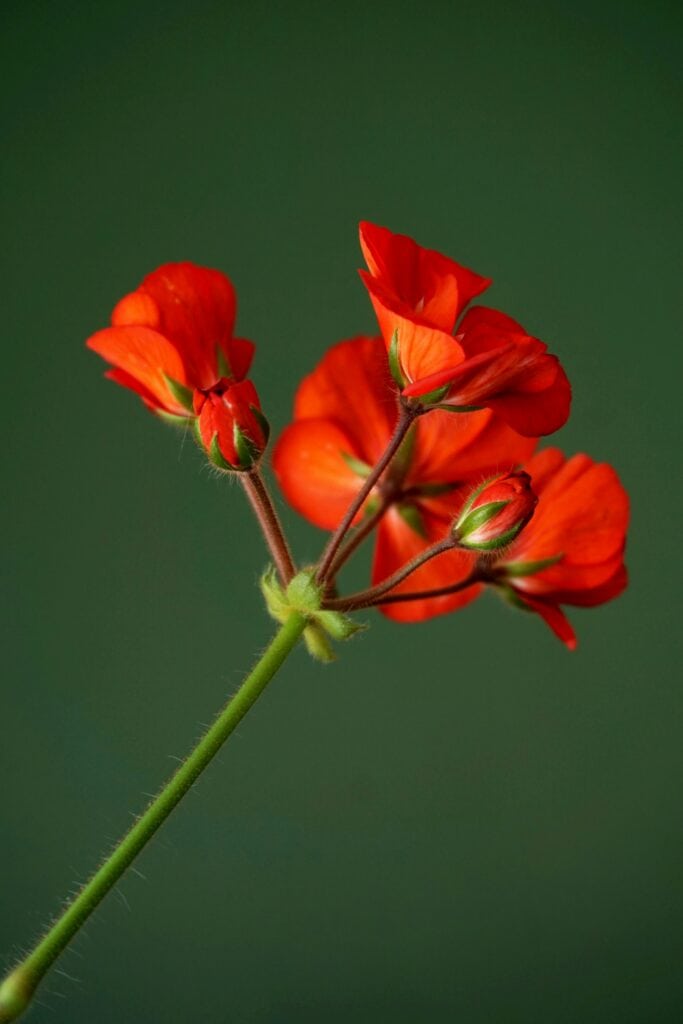 Best Plants for Summer 2026